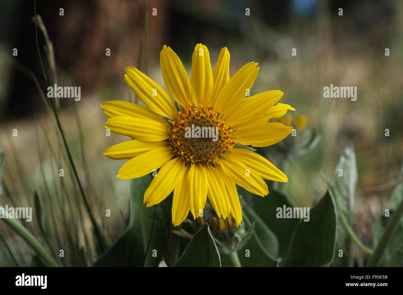 Balsam arrowroot hi-res stock photography and images - Alamy