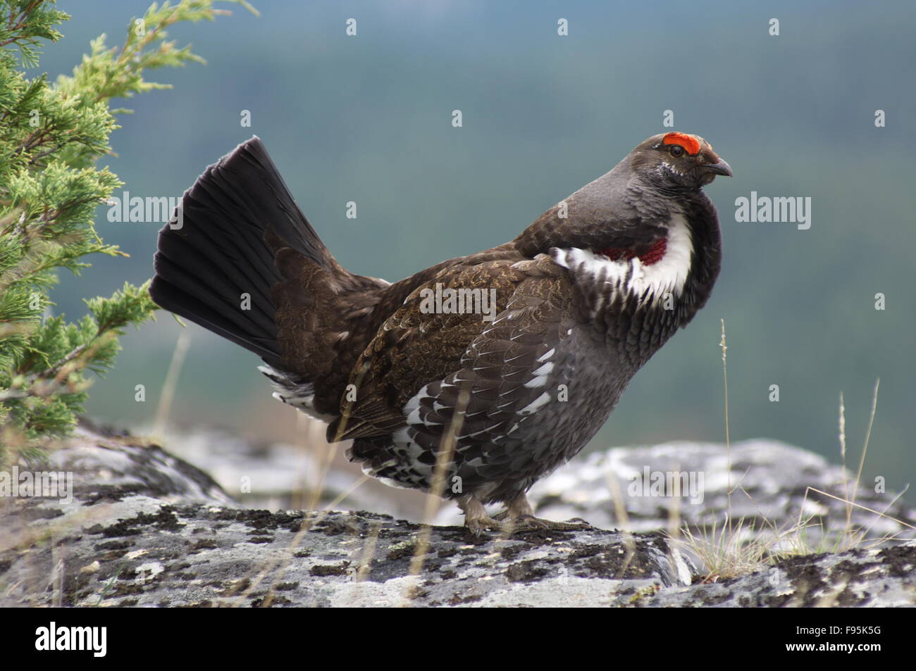 Blue Grouse 03 Stock Photo - Alamy