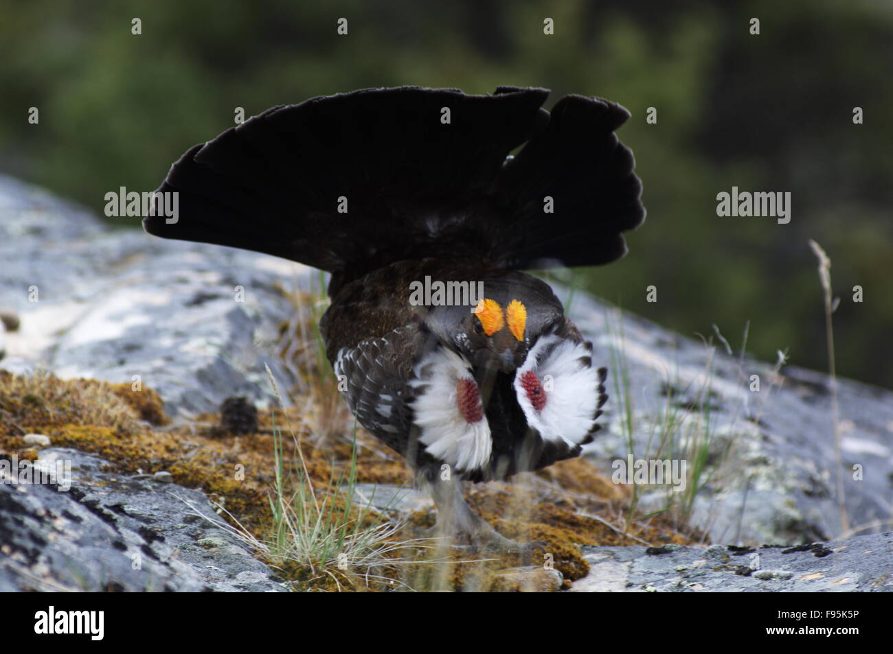 Blue Grouse 05 Stock Photo - Alamy