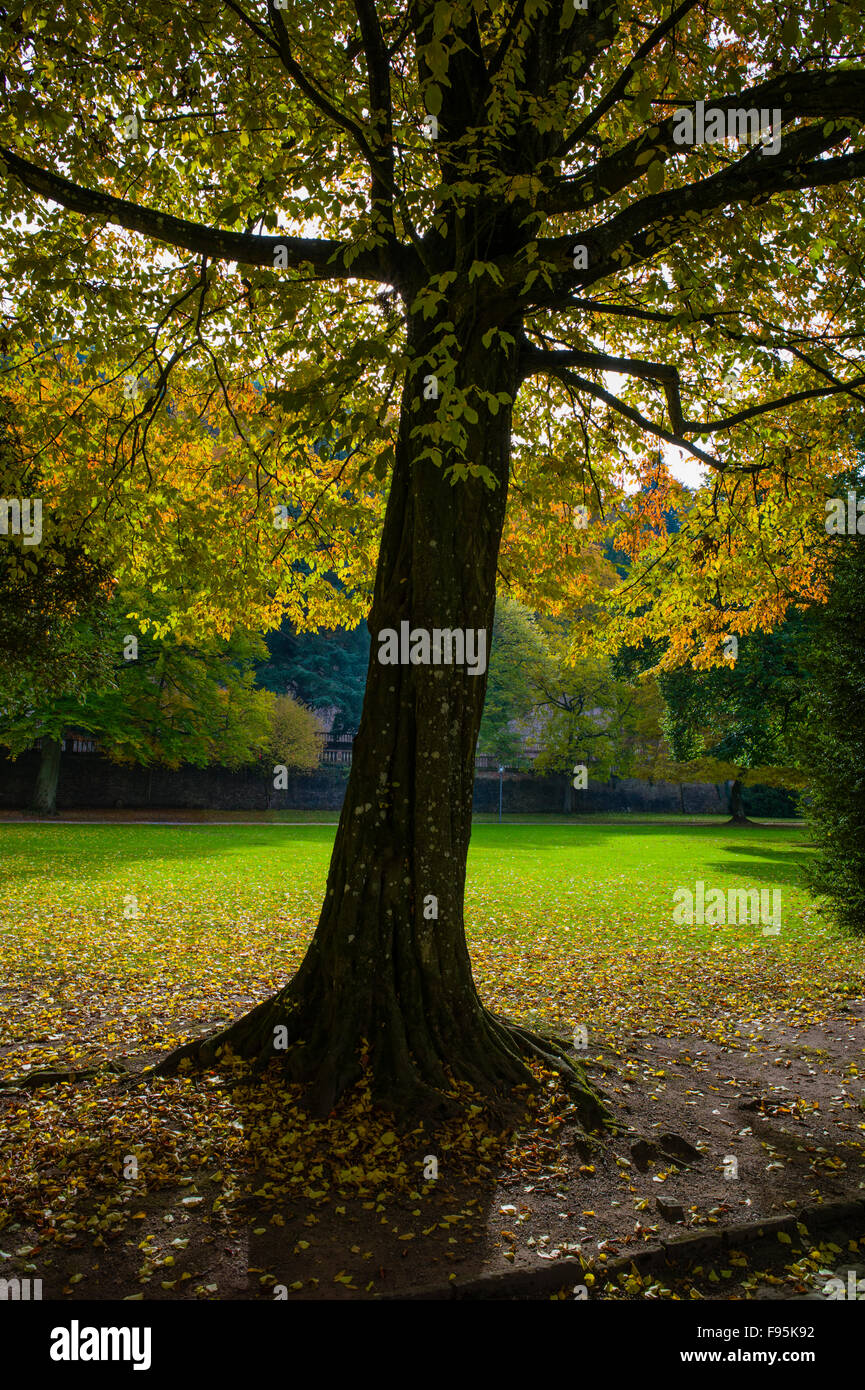 Tree in the gardens at Heidelberg Castle Heidelberg Germany Stock Photo ...