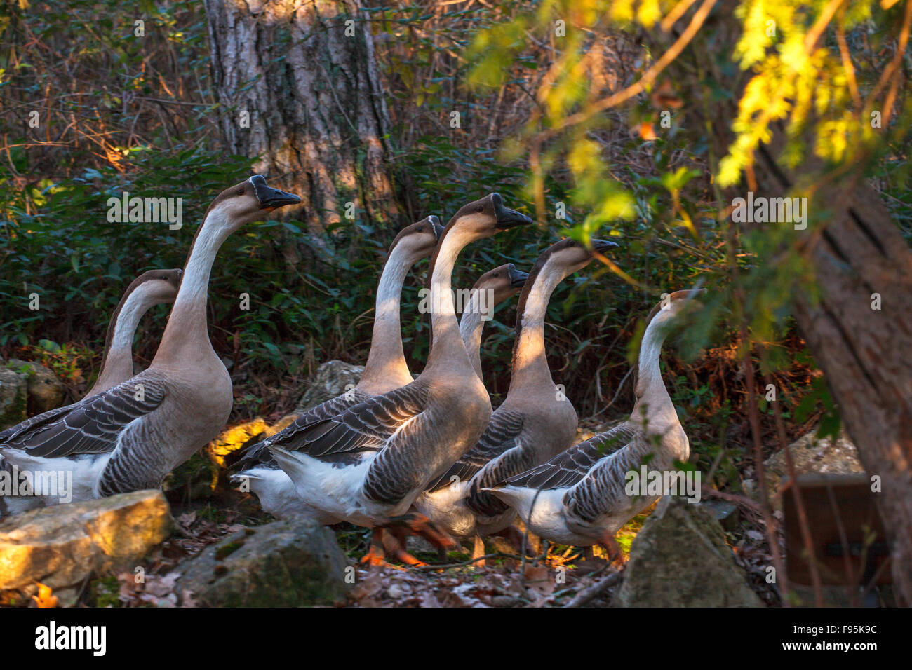 View of many goose in the countryside Stock Photo - Alamy