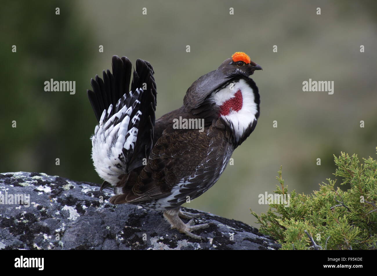 Blue Grouse 15 Stock Photo - Alamy