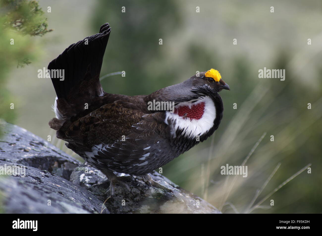 Blue Grouse 16 Stock Photo - Alamy