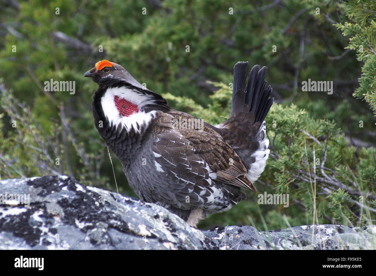 Blue Grouse 28 Stock Photo - Alamy