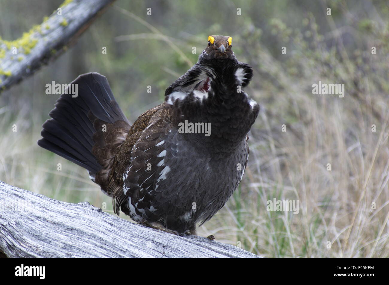 Blue Grouse 33 Stock Photo - Alamy