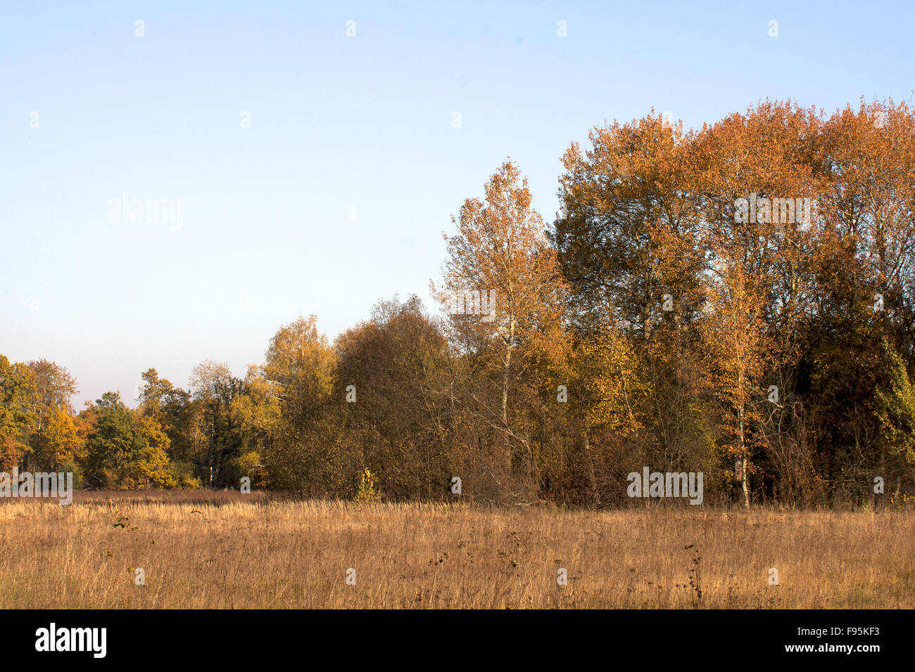 Beautiful landscape. Field and edge of forest Russia Stock Photo - Alamy