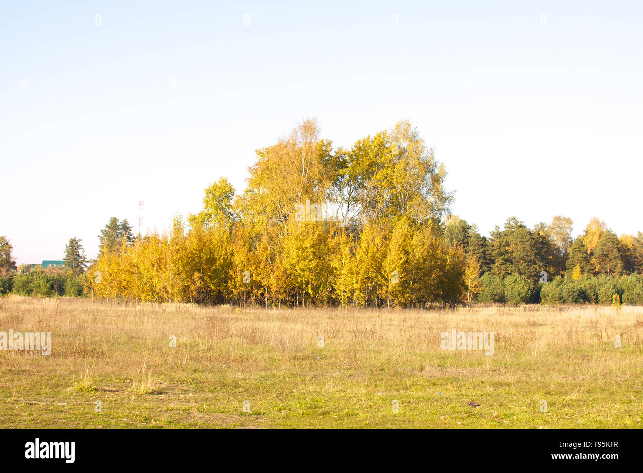 Beautiful landscape. Field and edge of forest Russia Stock Photo - Alamy