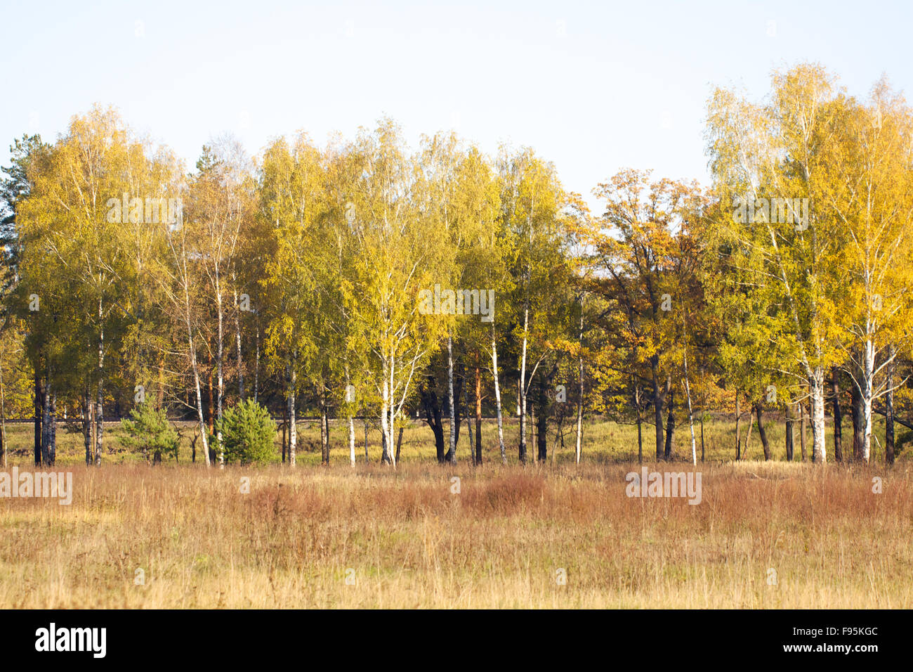 Beautiful landscape. Field and edge of forest Russia Stock Photo - Alamy