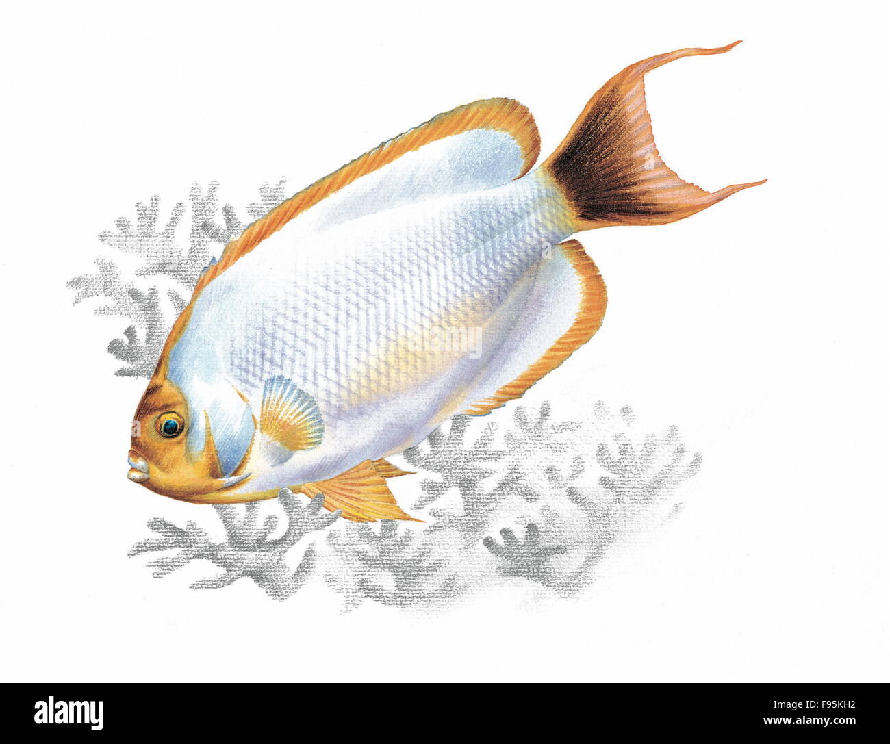 Angel fish illustrations endangered angel fish hi-res stock photography ...