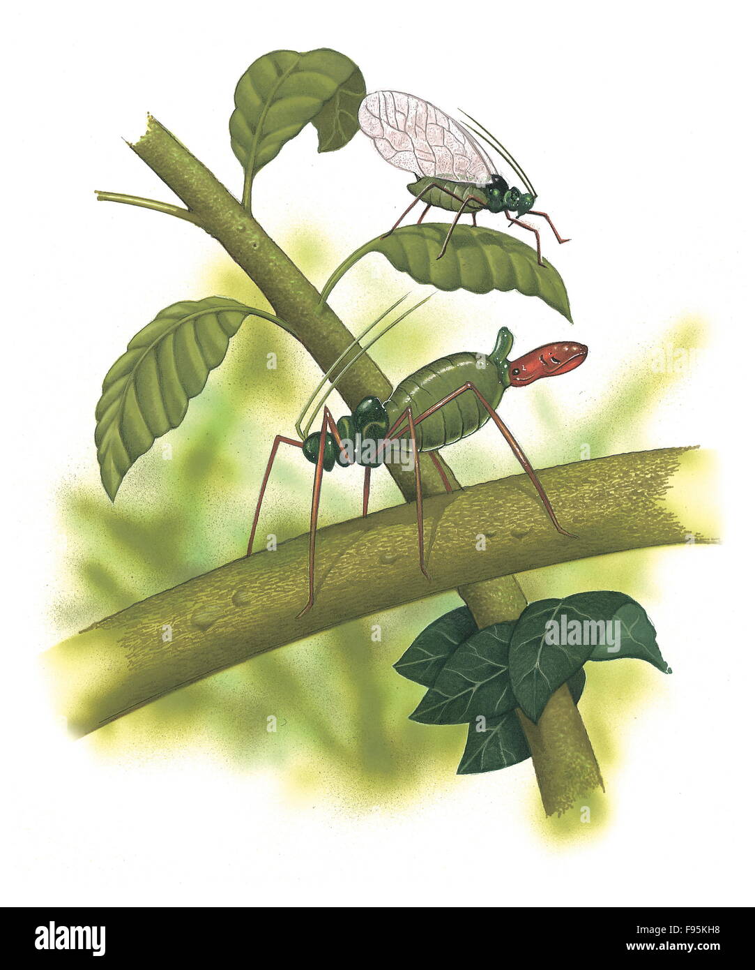 Sternorrhyncha hi-res stock photography and images - Alamy