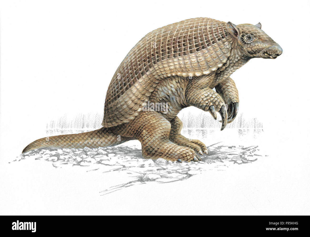 Xenarthrans Characteristics