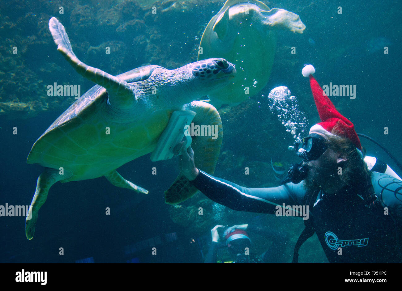 Stralsund, Germany. 14th Dec, 2015. Diver Robert Orlowski swims dressed ...