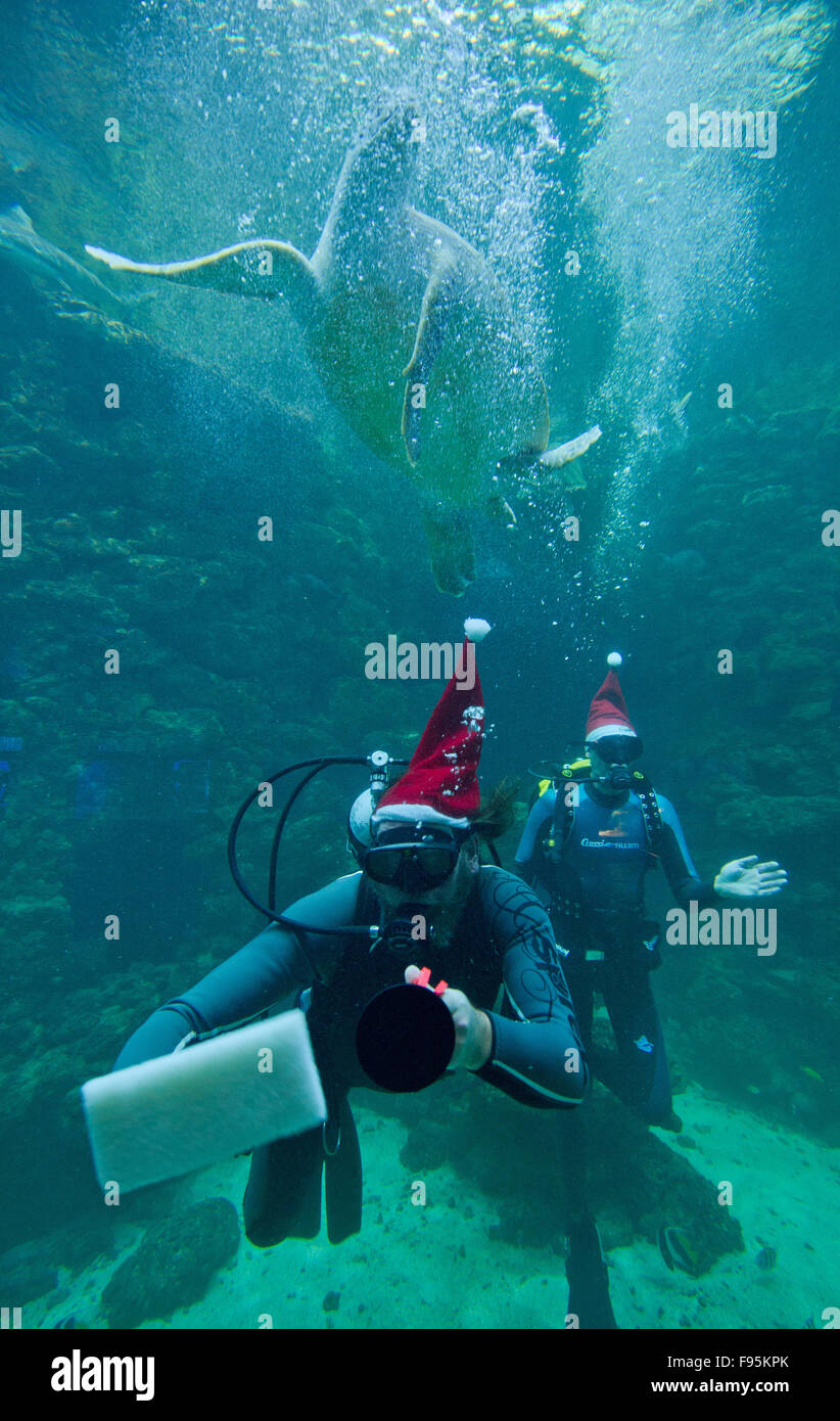 Stralsund, Germany. 14th Dec, 2015. Divers Robert Orlowski (R) and ...