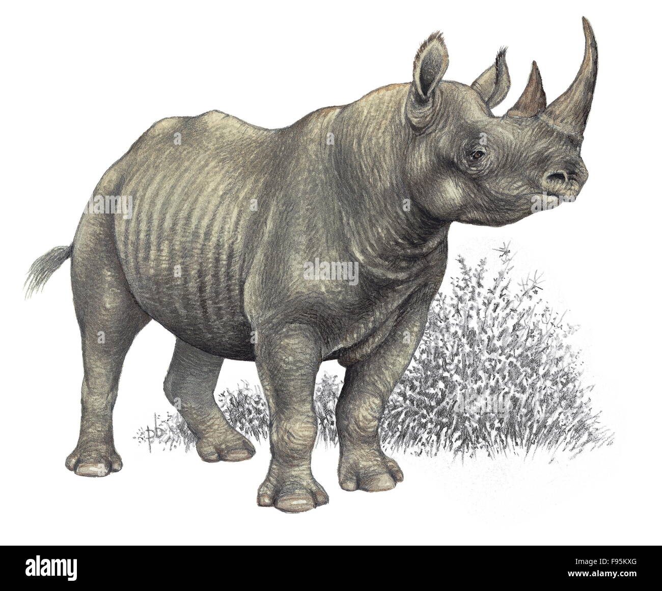 Hook lipped rhinoceros Cut Out Stock Images & Pictures - Alamy