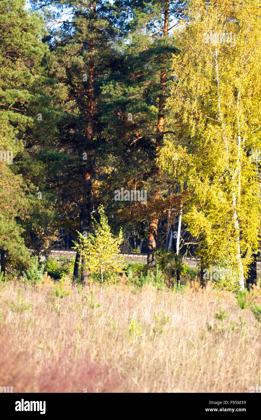 Beautiful landscape. Field and edge of forest Russia Stock Photo - Alamy