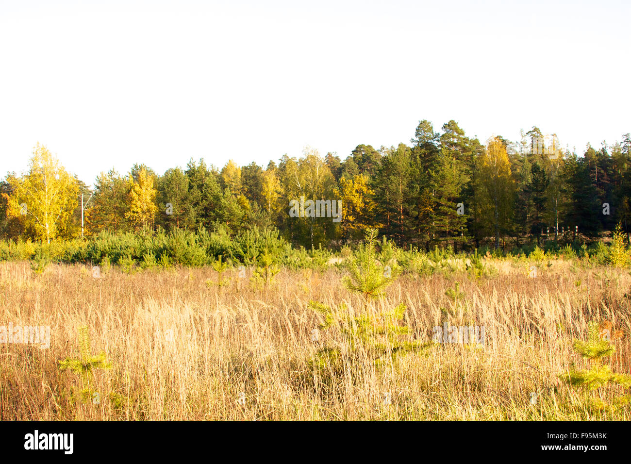 Beautiful landscape. Field and edge of forest Russia Stock Photo - Alamy