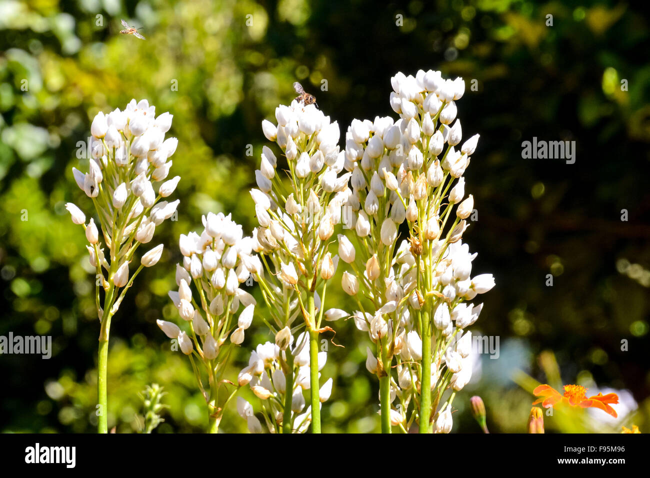 Blooming Flower Background Stock Photo - Alamy