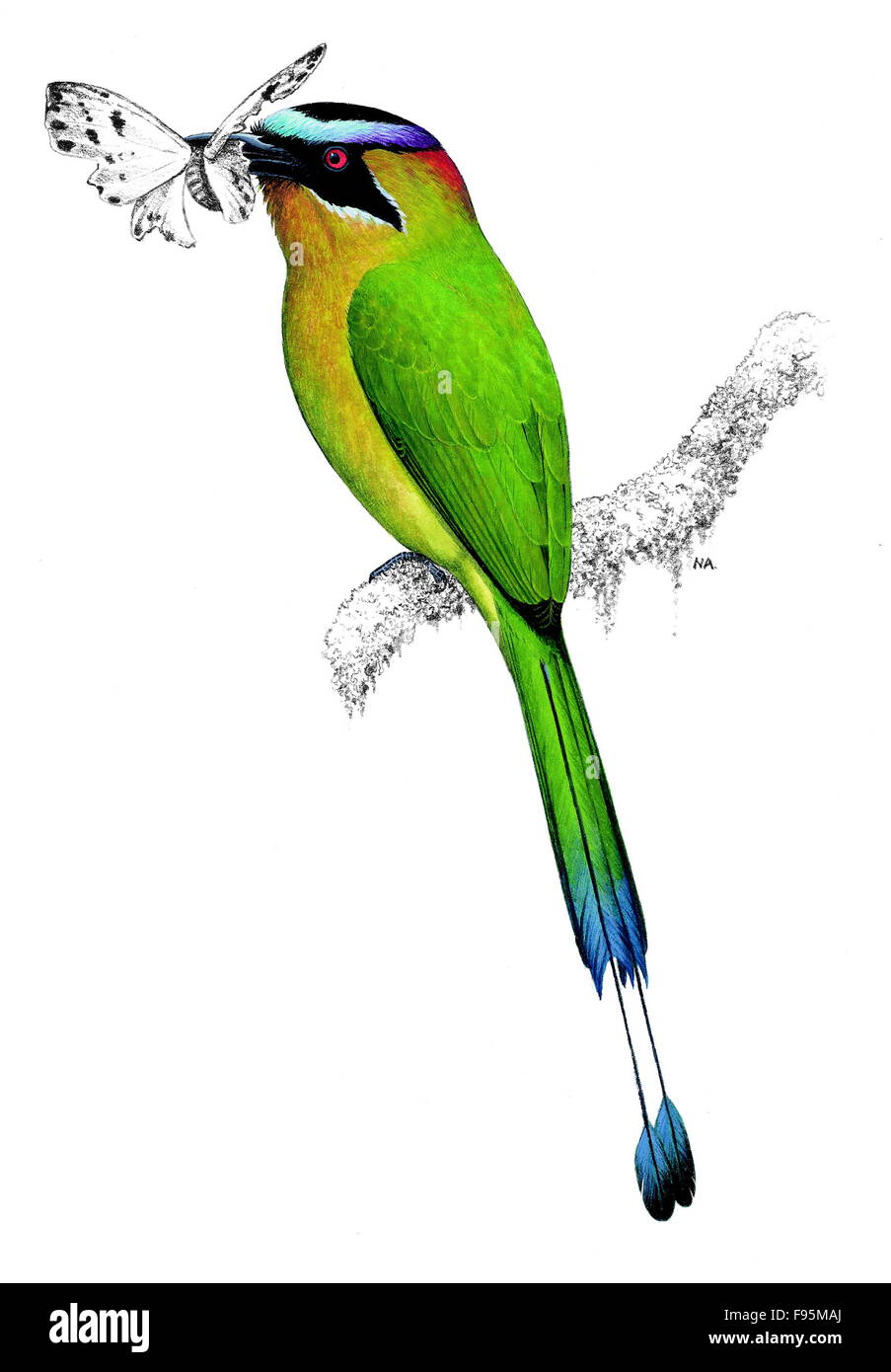 Blue crowned motmot illustration birds aves hi-res stock photography ...