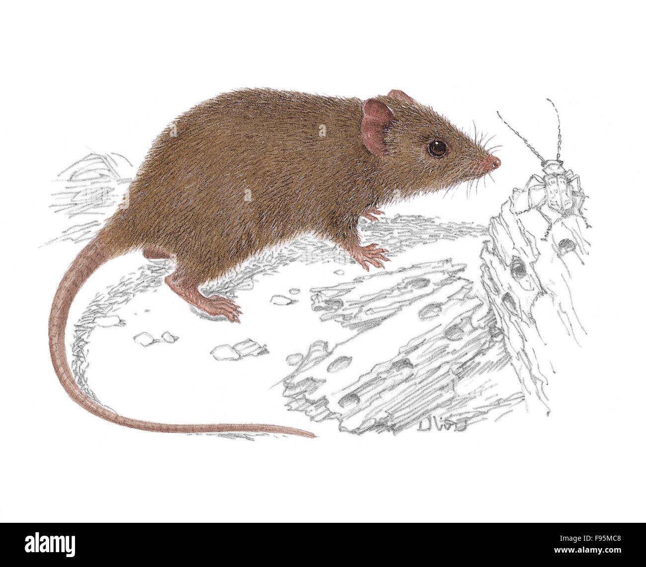 Antechinus hi-res stock photography and images - Alamy