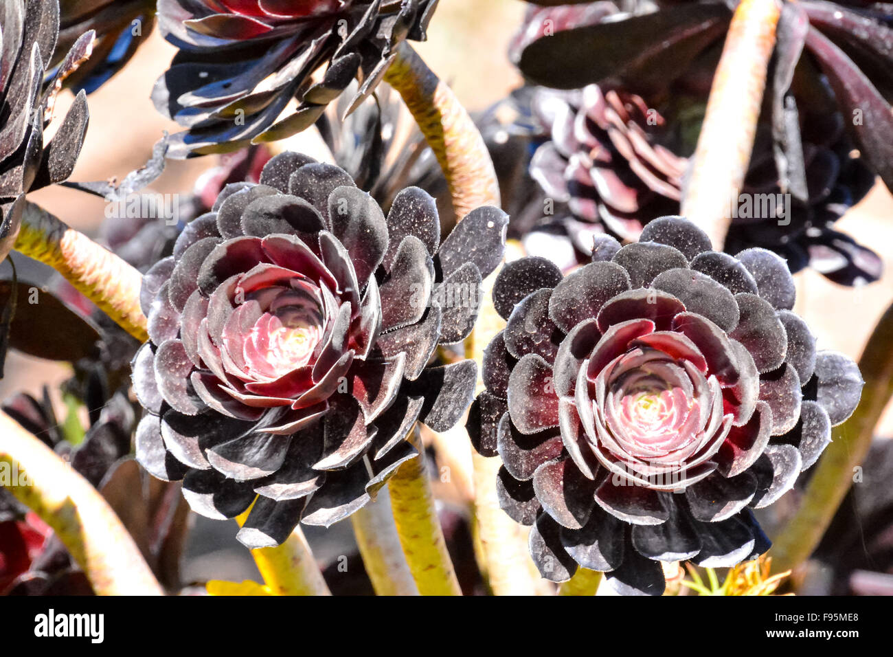 Blooming Flower Background Stock Photo - Alamy