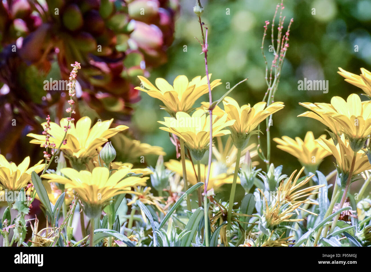 Blooming Flower Background Stock Photo - Alamy