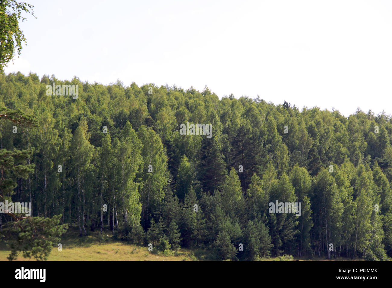 Beautiful forest landscape Stock Photo - Alamy