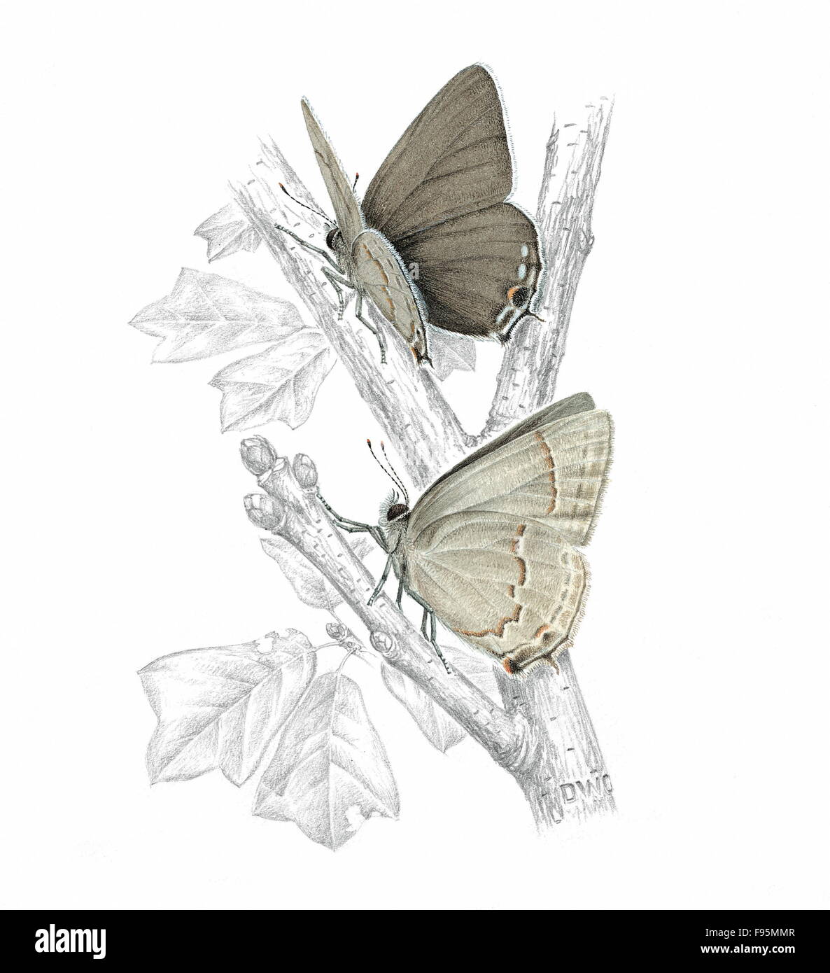 Historical hair Cut Out Stock Images & Pictures - Alamy