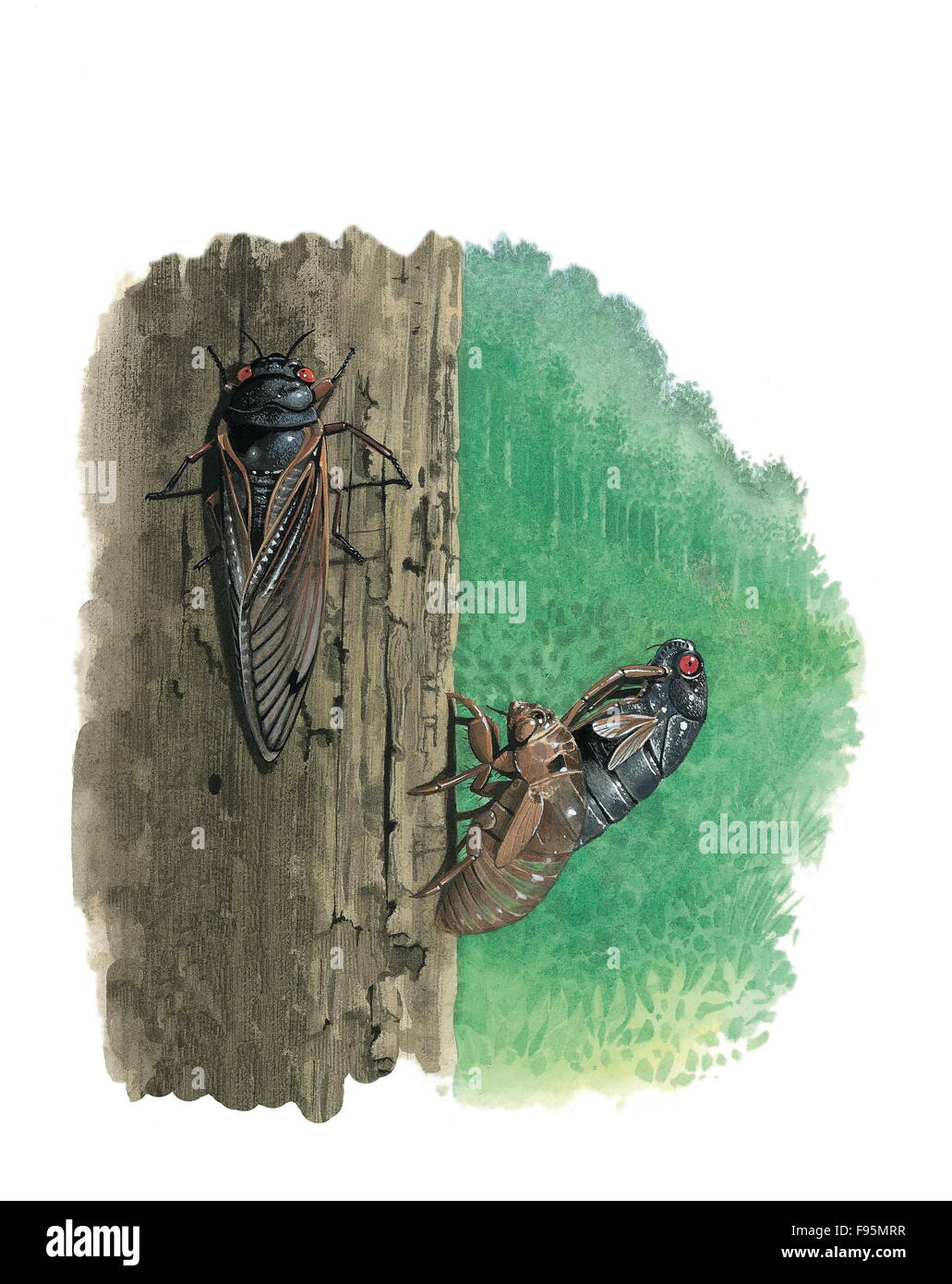 Cicada illustration hi-res stock photography and images - Alamy