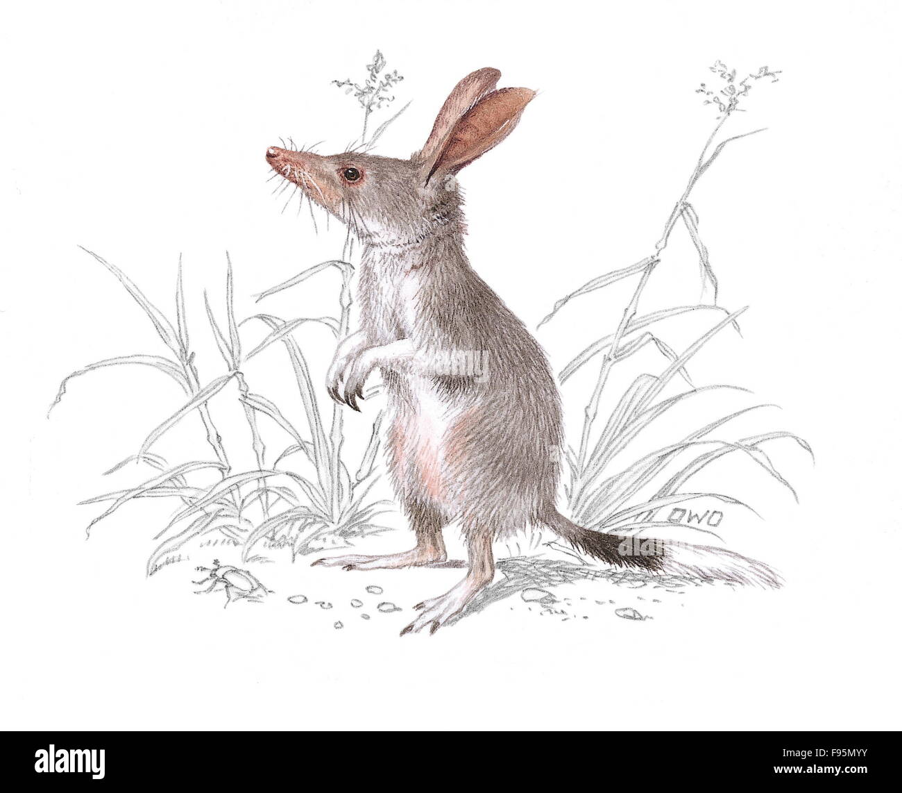 Greater bilby Stock Photo - Alamy Greater bilby Stock Photo - Alamy