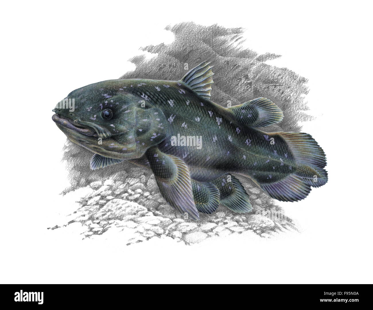 Coelacanth Drawing