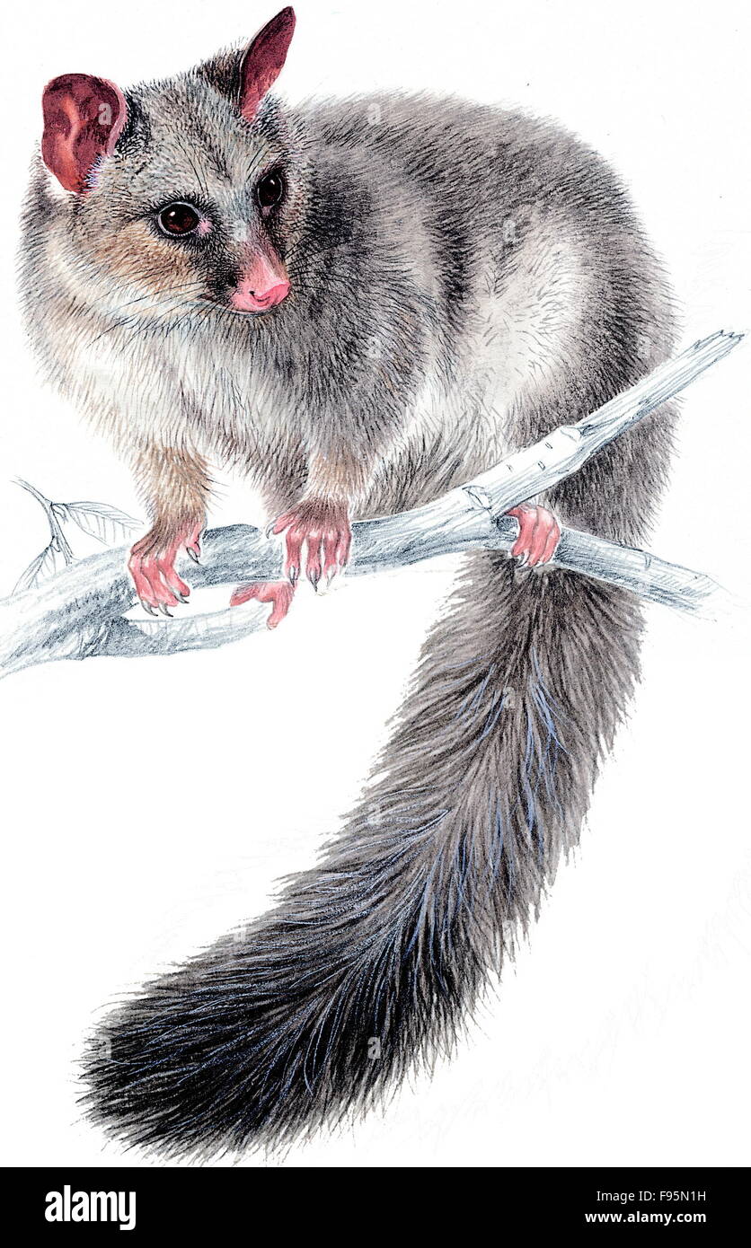 Common brushtail possum Stock Photo - Alamy