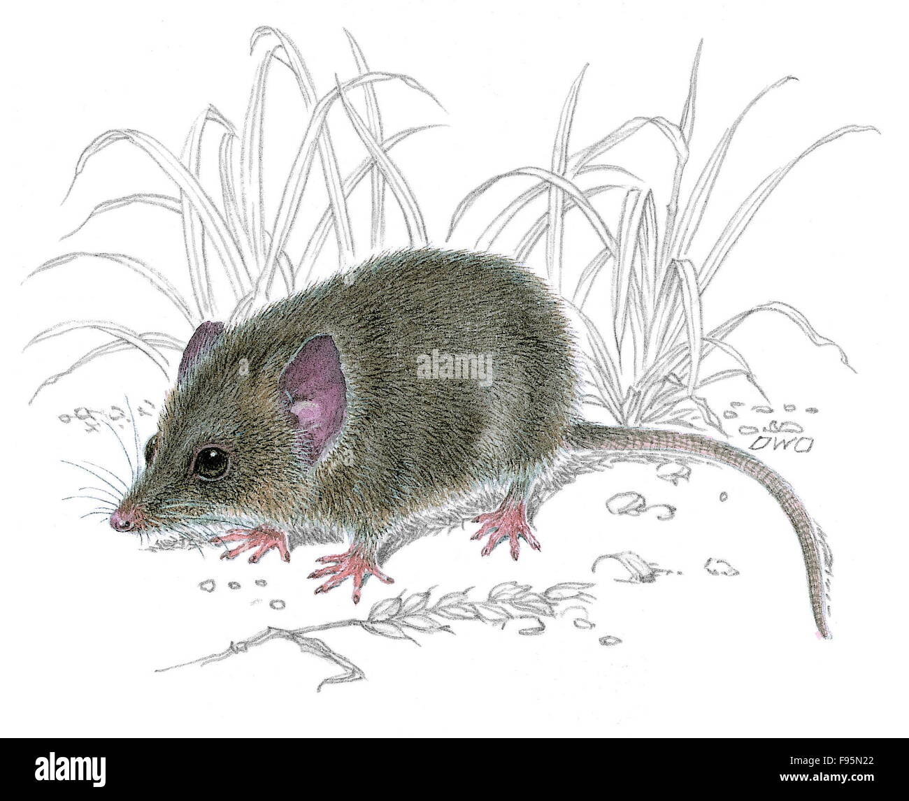 Common dunnart illustration animal mammal common hi-res stock ...