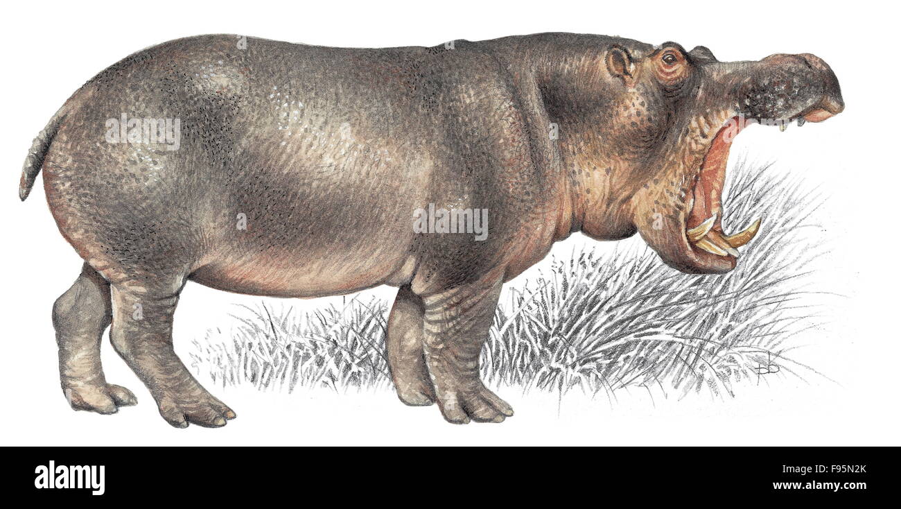 Common history hi-res stock photography and images - Alamy