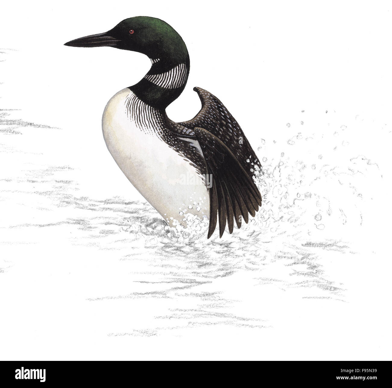 Loon Cut Out Stock Images & Pictures - Alamy