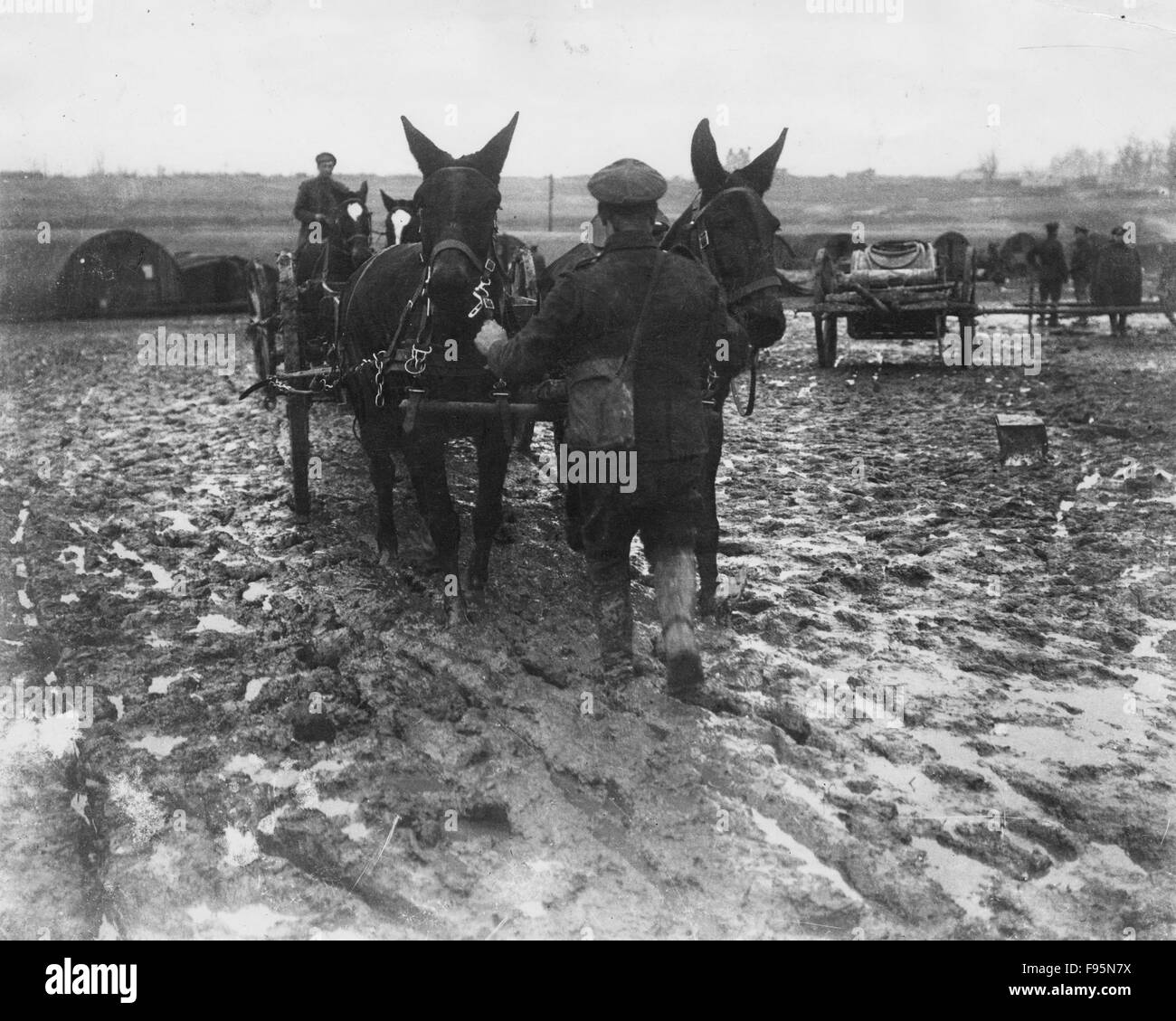 Mule transport hi-res stock photography and images - Alamy