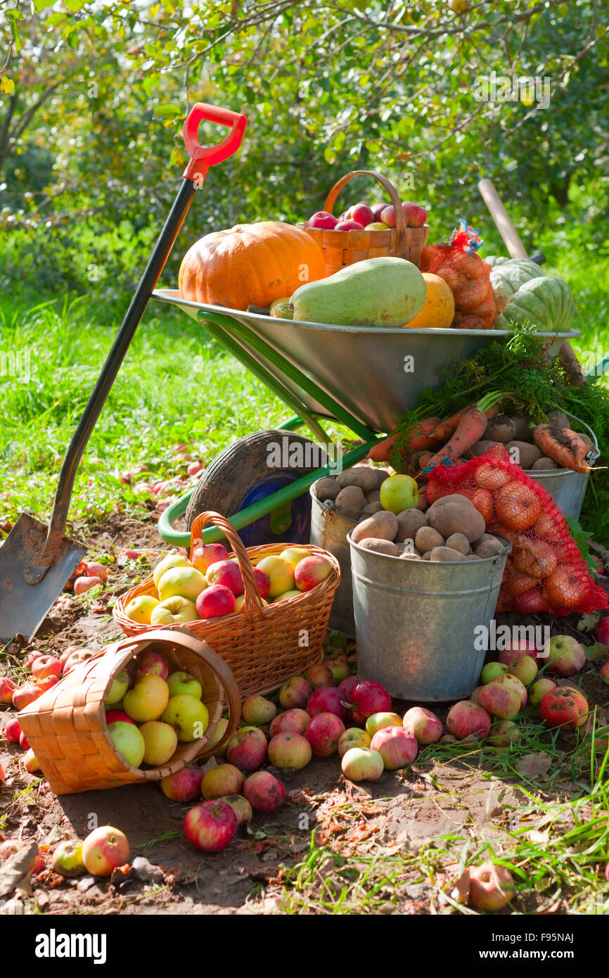 Harvested into a pile crop of vegetables in the garden Stock Photo - Alamy