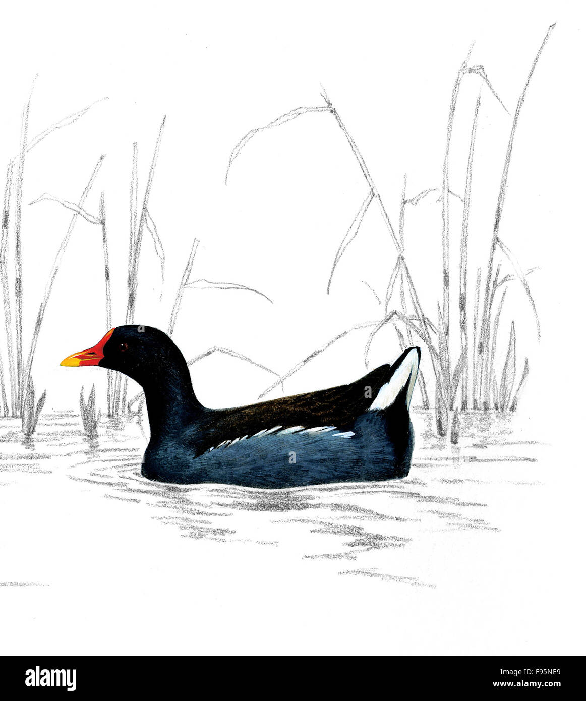 Common moorhen illustration birds aves common hi-res stock photography ...
