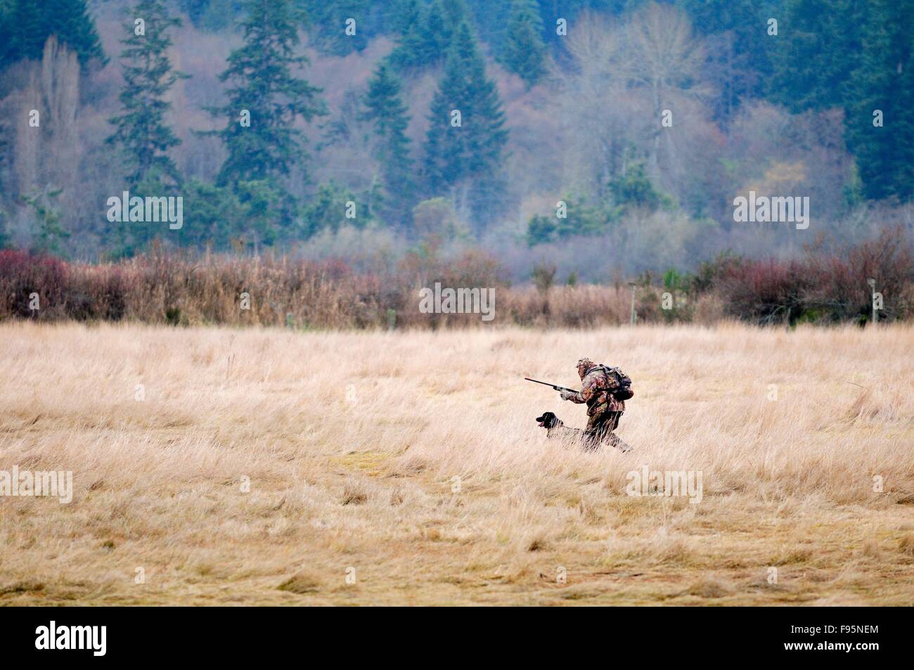 Black lab hunting hi-res stock photography and images - Alamy