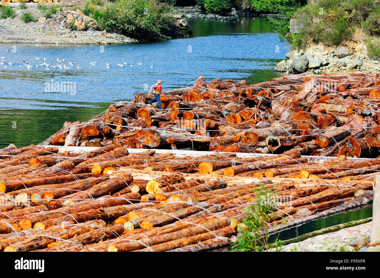 Log scaler hi-res stock photography and images - Alamy