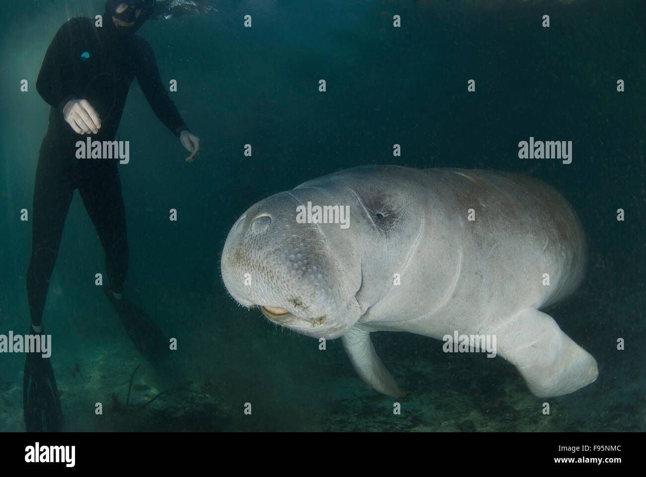 Manatee florida person hi-res stock photography and images - Alamy