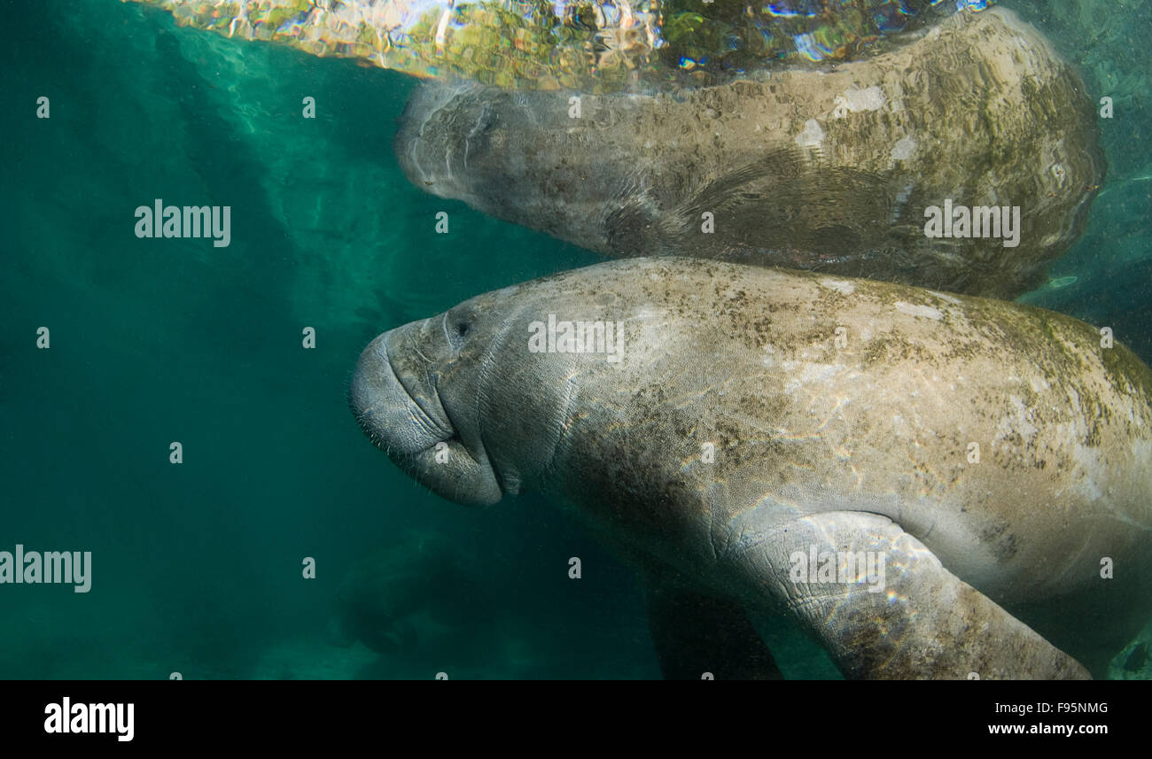 Manatee reflection hi-res stock photography and images - Alamy