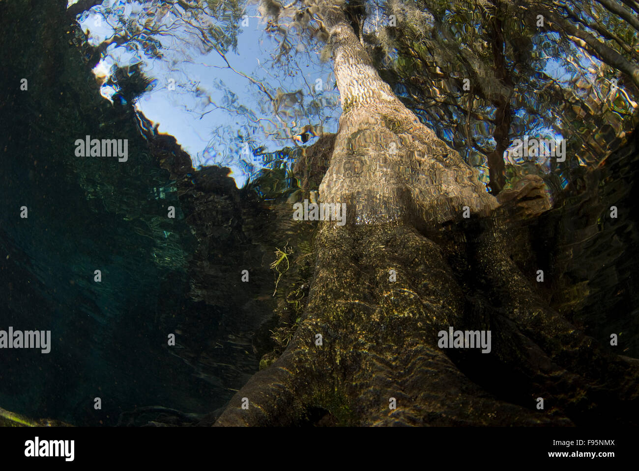 Underwater trunk hi-res stock photography and images - Alamy