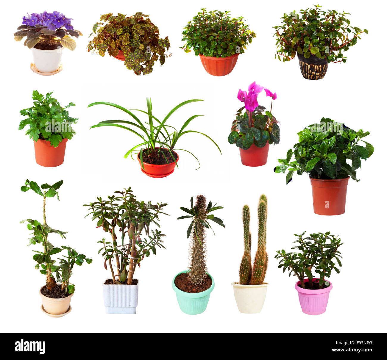 Set of houseplant in pots. Isolated on white background Stock Photo - Alamy