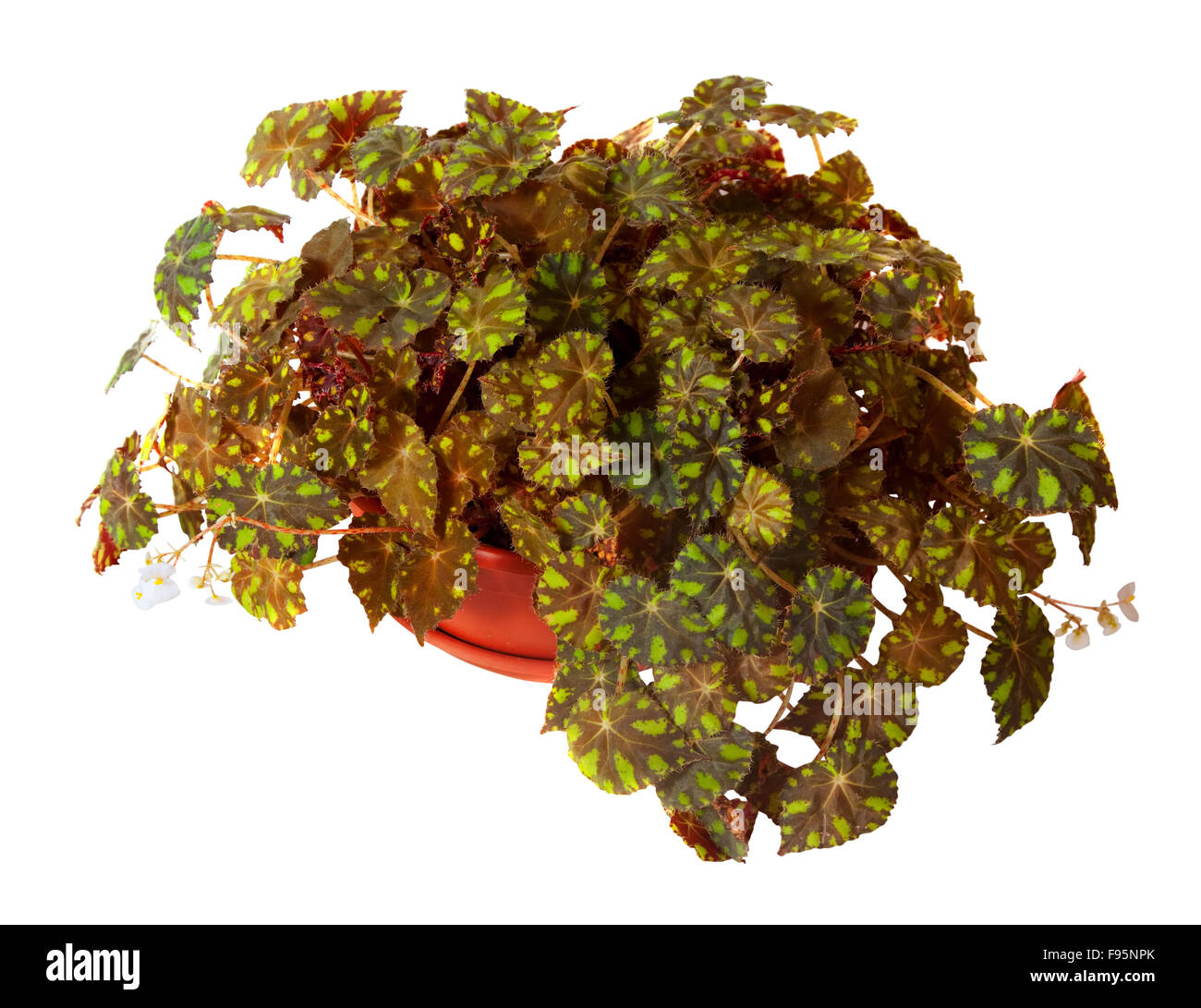 Begonia rex pot hi-res stock photography and images - Alamy