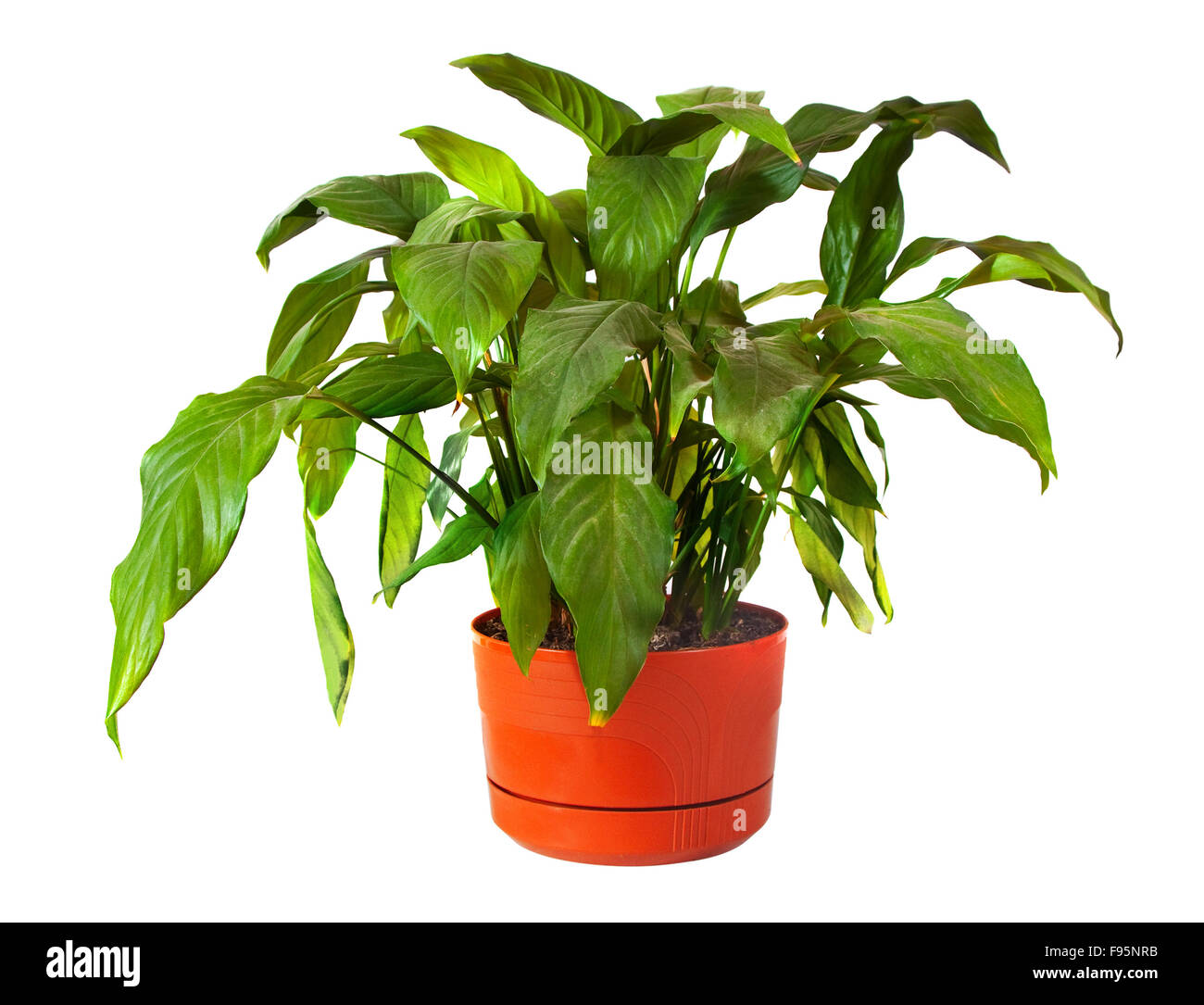 Calla (Bog Arum, Marsh Calla) in pot. Isolated on white background ...
