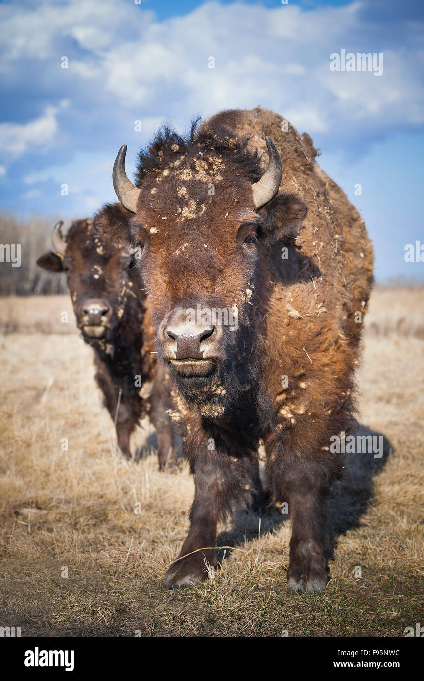 Plains Bison (Bison bison bison), on prairie grass, Manitoba, Canada ...