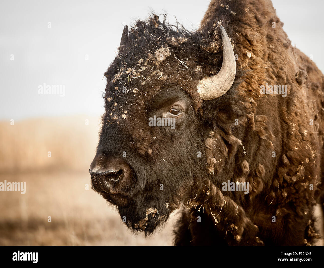 Plains bison head hi-res stock photography and images - Alamy