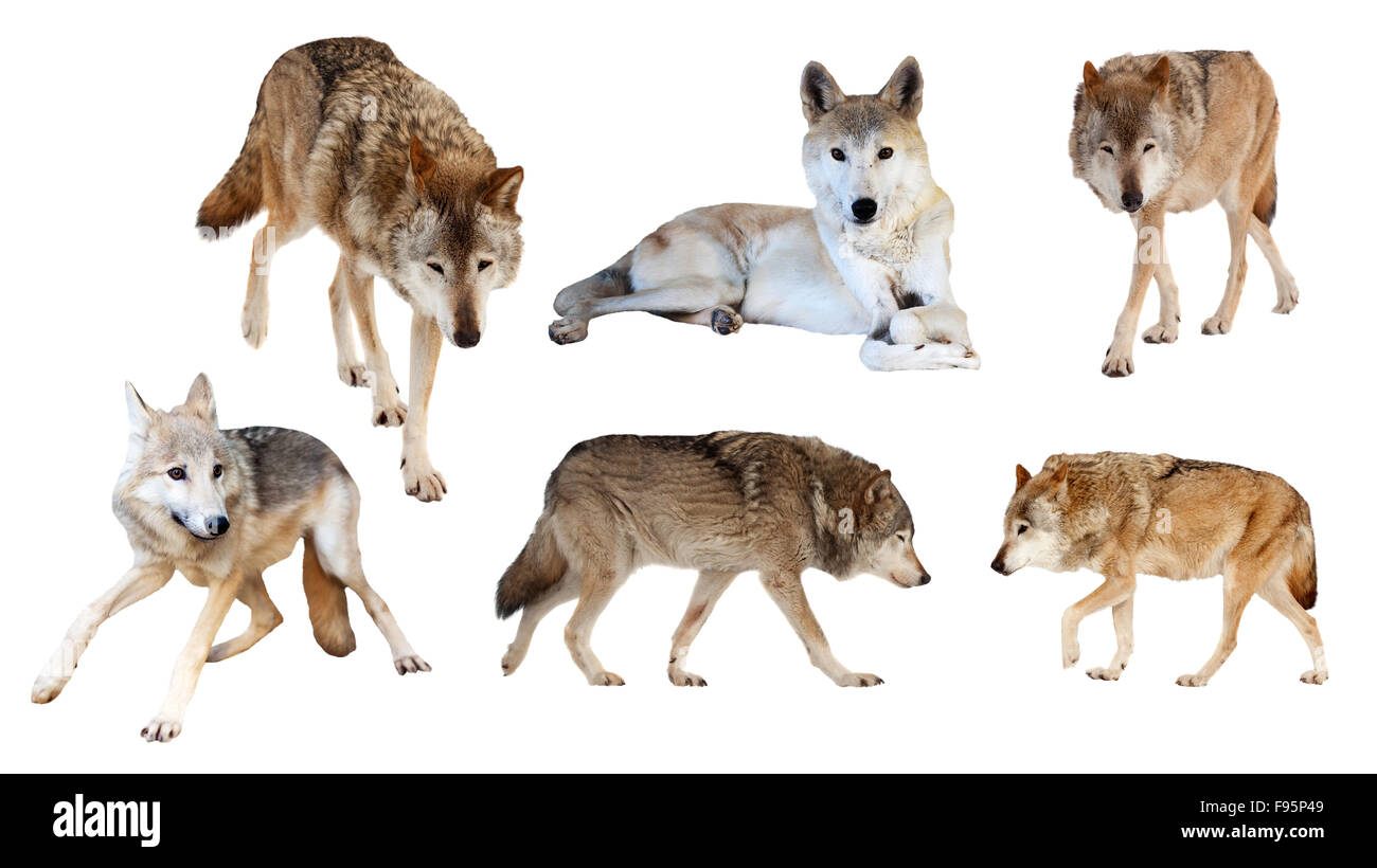 Set of six wolves. Isolated on white background Stock Photo - Alamy