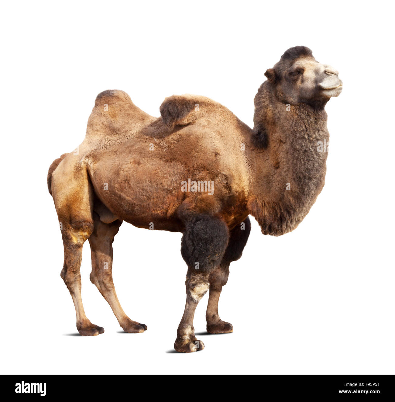Standing bactrian camel (Camelus bactrianus). Isolated on white ...
