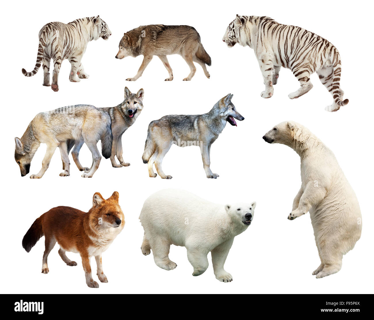 Set of images of predators. Isolated over white background Stock Photo ...